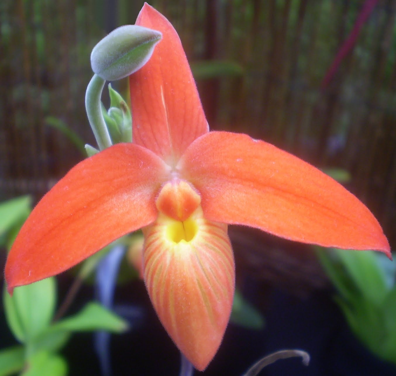 Plants are the Strangest People: Pretty picture: Phragmipedium besseae ...