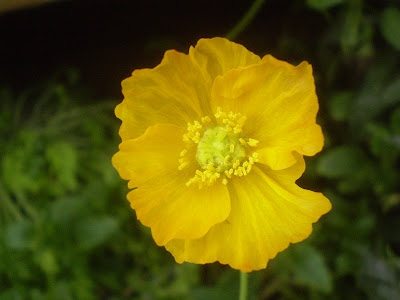 Plants are the Strangest People: Pretty picture: Papaver nudicaule ...