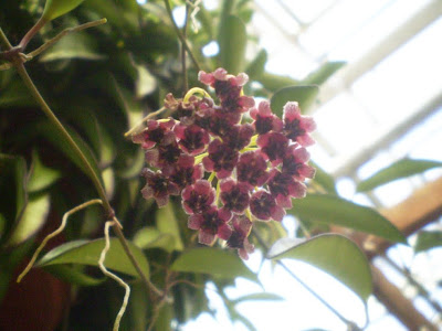 Plants are the Strangest People: Pretty picture: Hoya kentiana flower