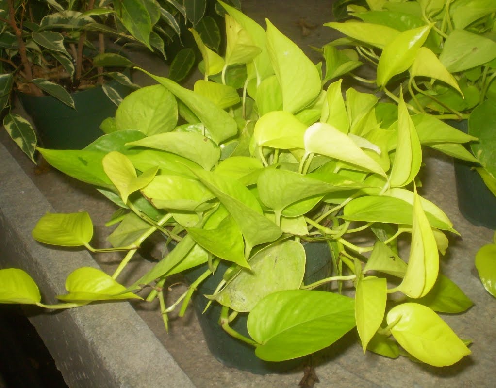 Plants are the Strangest People: List: Houseplants With Mostly ...