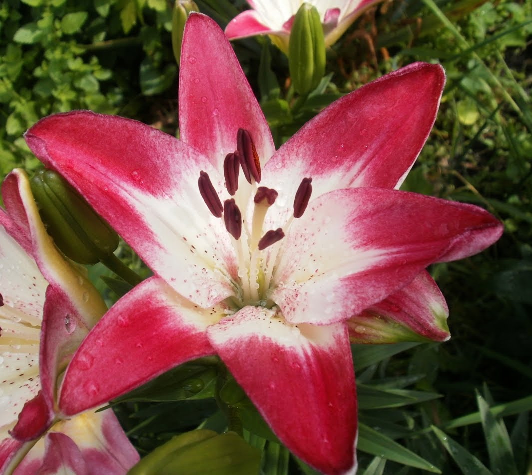 Plants are the Strangest People: Pretty pictures: Lilium cvv.