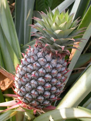 Plants are the Strangest People: Carmen Miranda (Ananas comosus), Part II