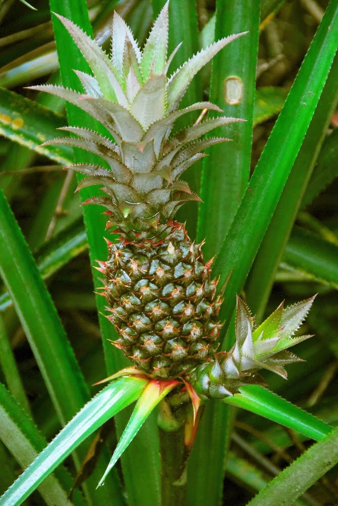 Plants are the Strangest People: Carmen Miranda (Ananas comosus), Part II