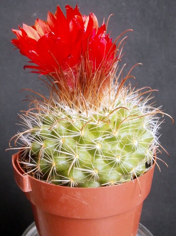 Parodia microsperma | cactuseros.com