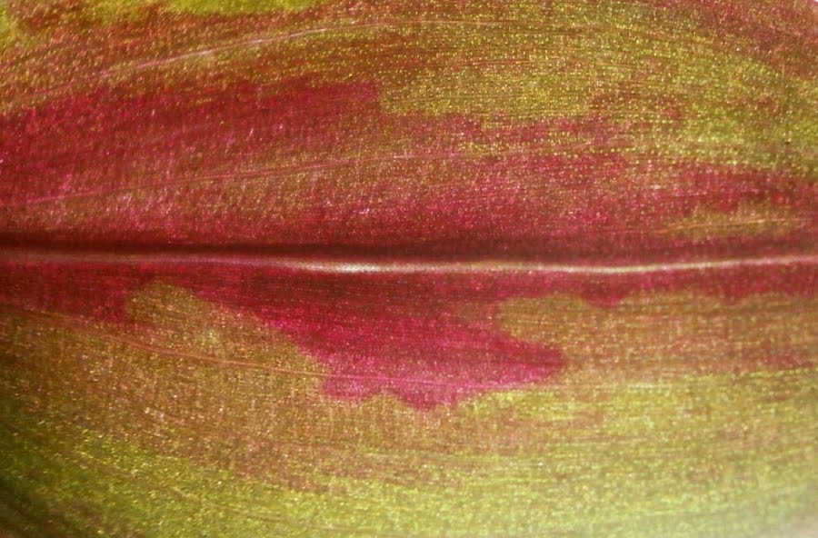 Plants are the Strangest People: [Exceptionally] Pretty pictures ...