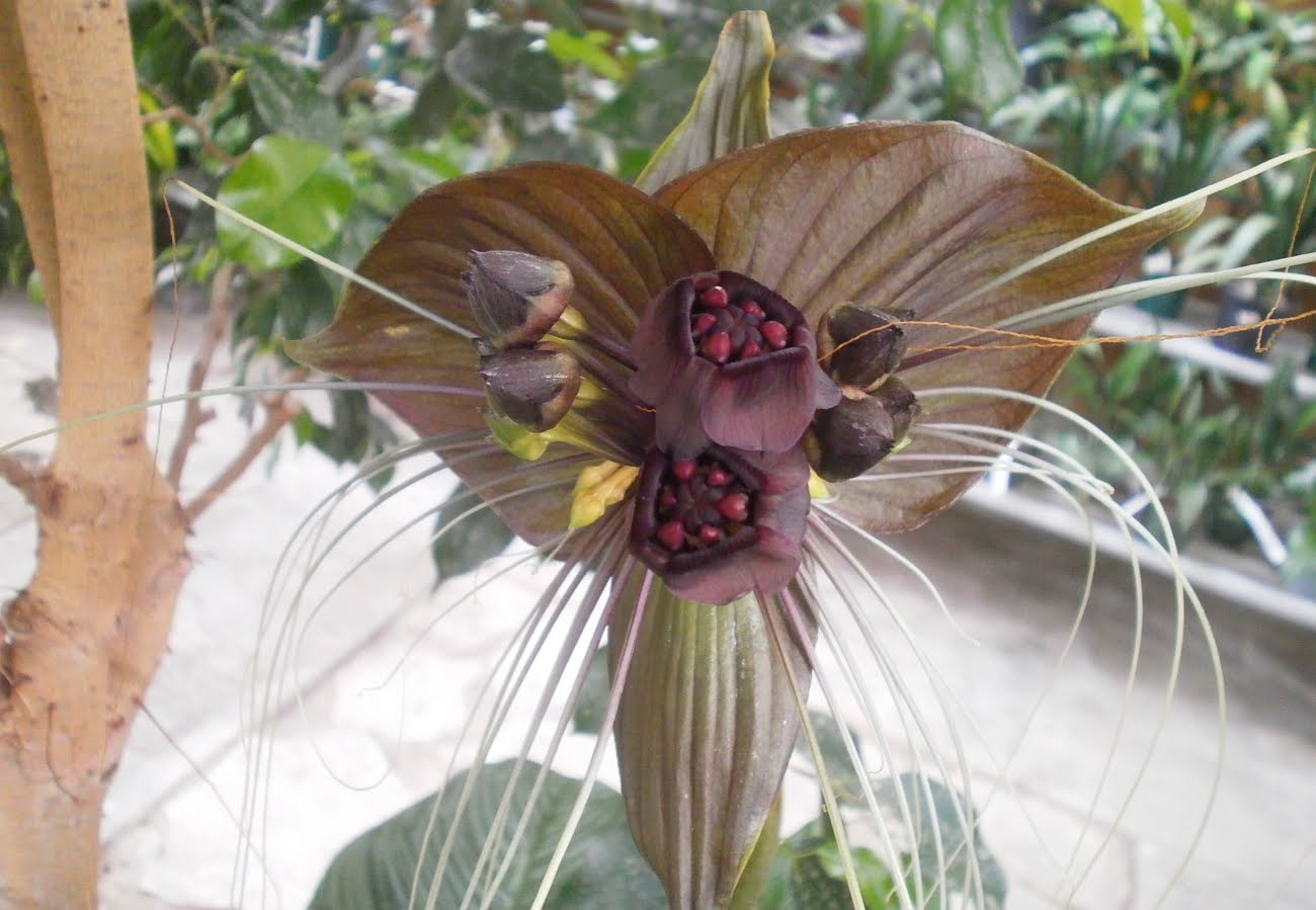 Plants are the Strangest People: Pretty (?) pictures: Tacca chantrieri ...