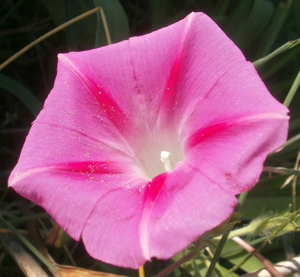 Plants are the Strangest People: 8/29/10 - 9/5/10