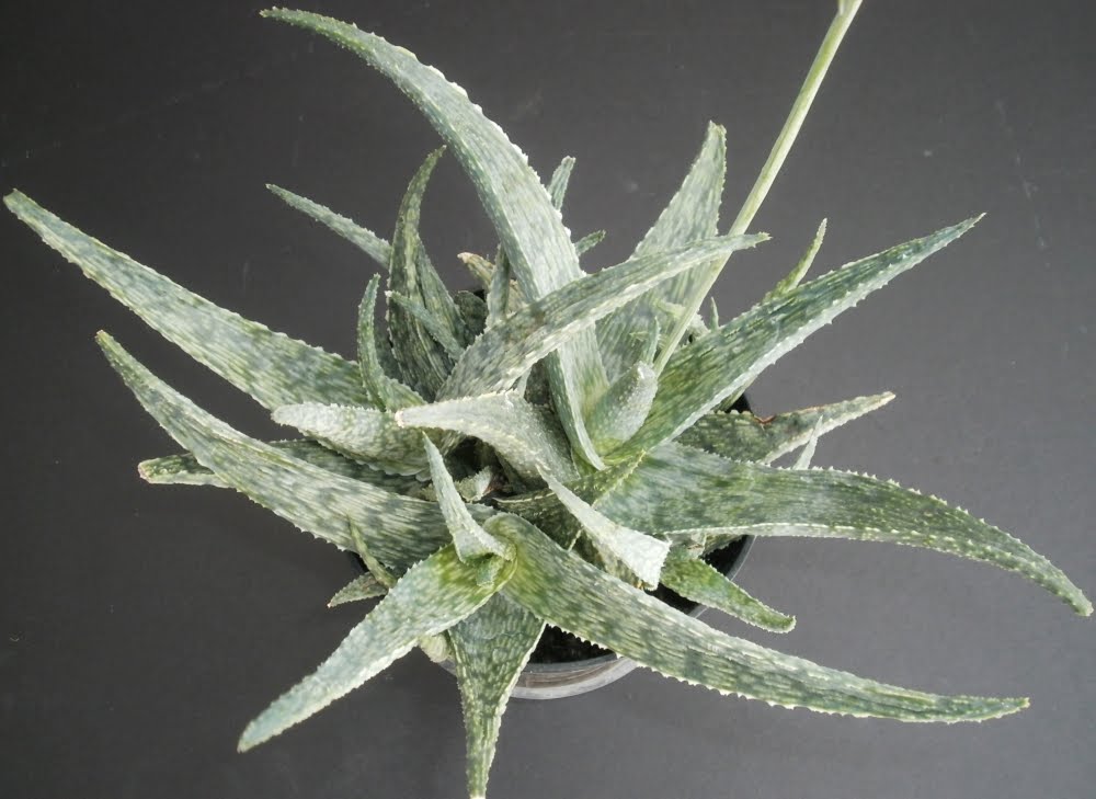 Plants are the Strangest People: 9/12/10 - 9/19/10