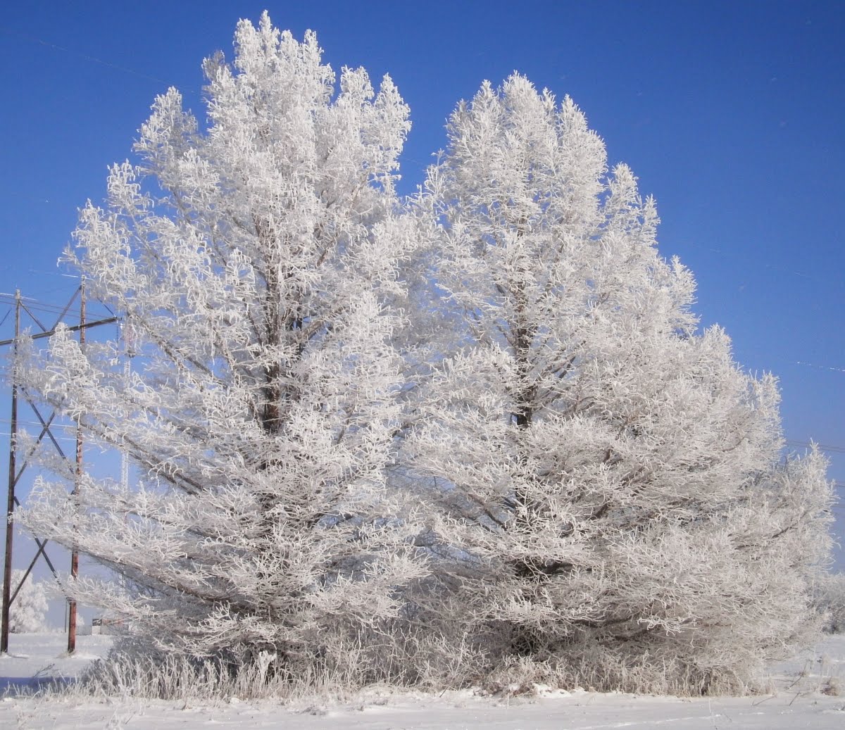 Plants are the Strangest People: Pretty pictures: Rime
