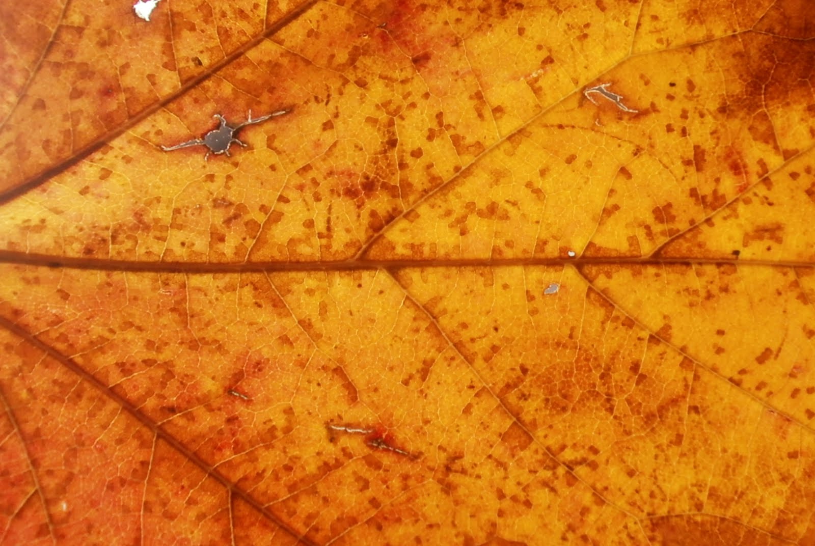 Plants are the Strangest People: [Exceptionally] Pretty pictures ...