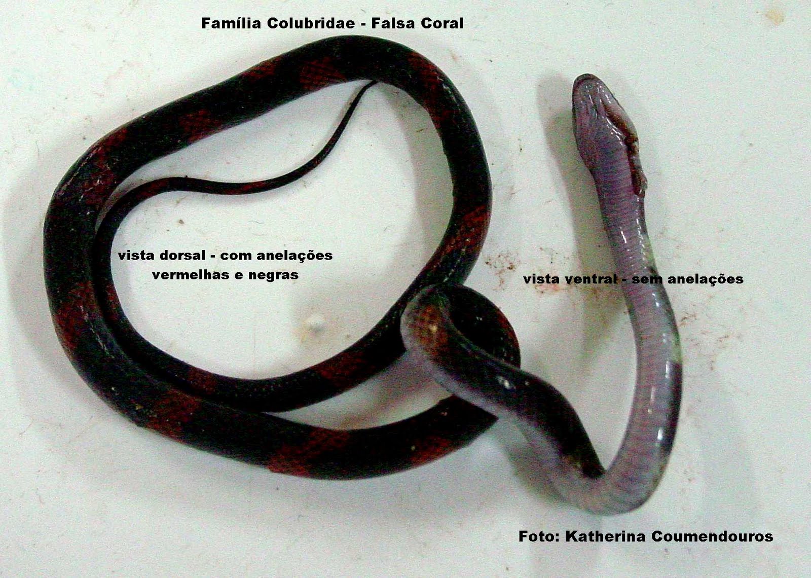 BLOG DA KAT: Falsa Coral