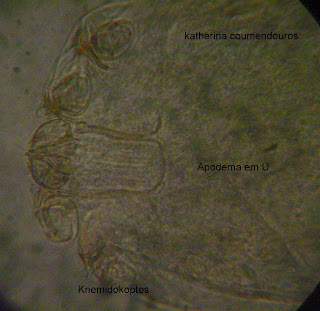 BLOG DA KAT: Knemidokoptes