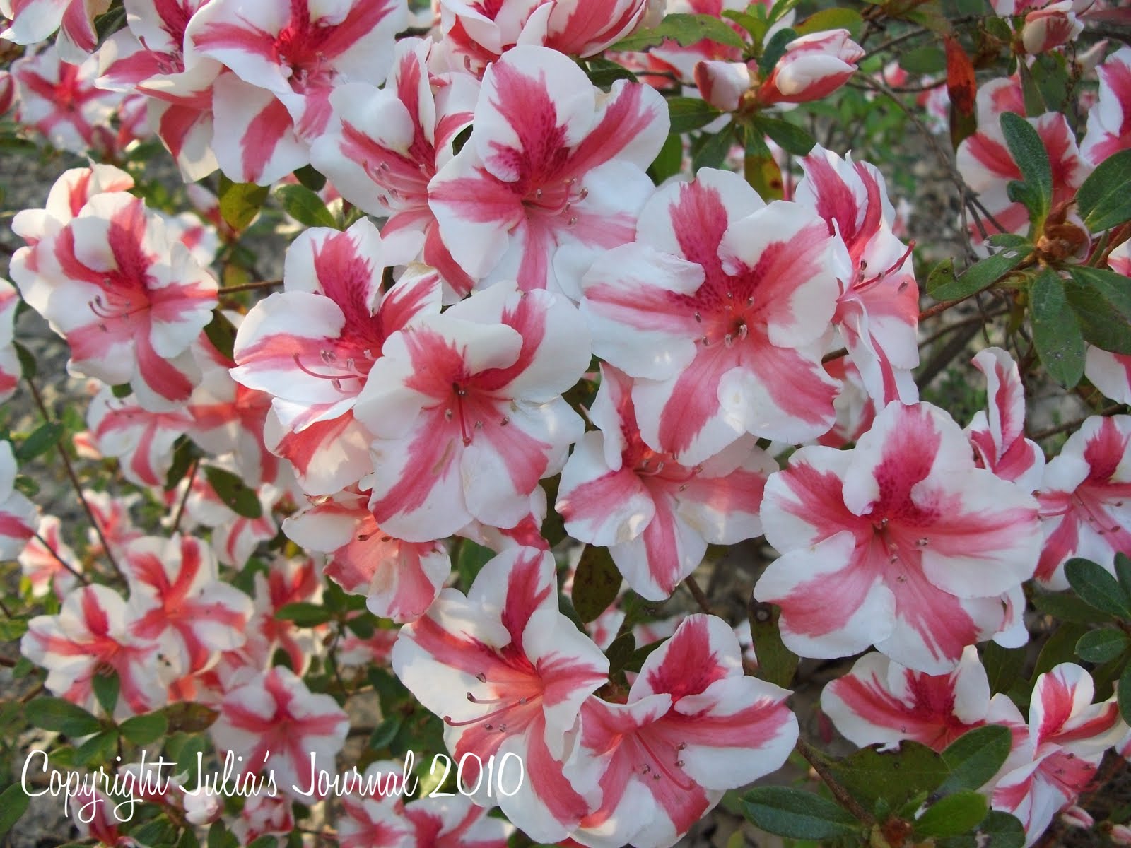 Julia's Journal: Flower Photos