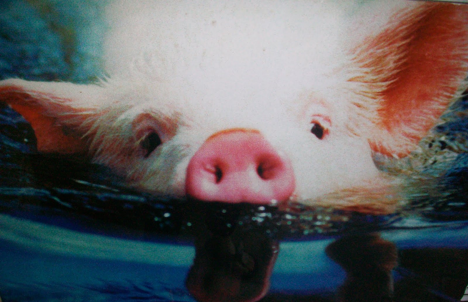 SummerMoon's Musings: Blessings of the Sacred Springs Pow Wow