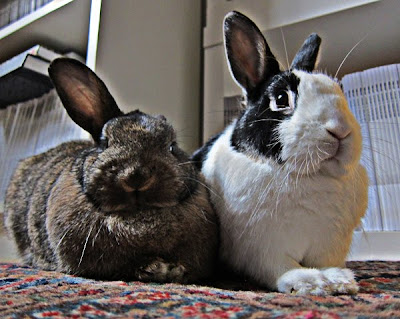 la wollbindung: alte hasen