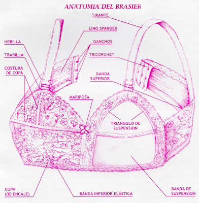 frederick103: Anatomia del brassier frederick