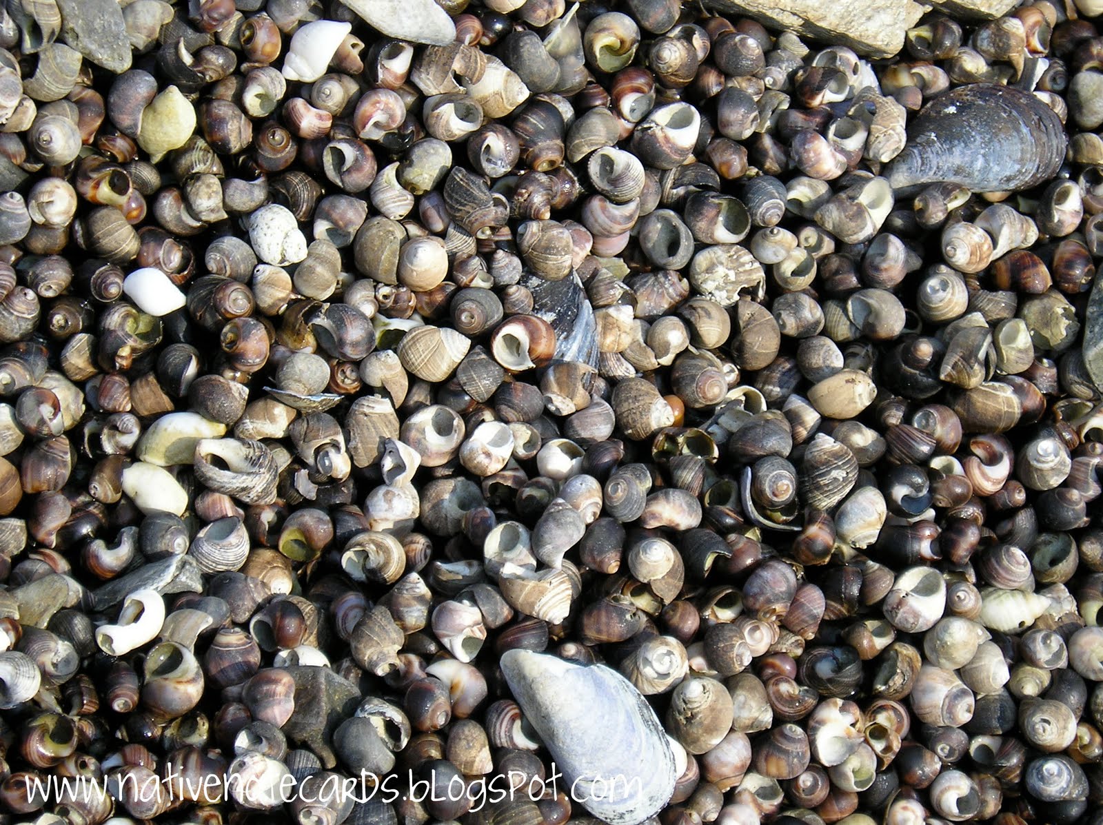 Best Beaches To Find Shells In Maine at Elaine Philson blog