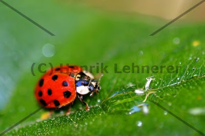 The Looney Bin Images: Lady Bug