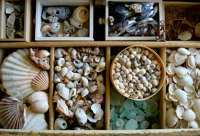 A Mermaid's Tale: Gifts from the Sea