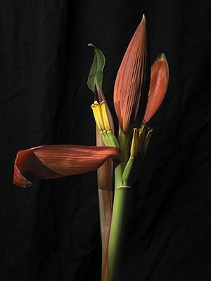 Informed Creativity: Botanica Magnifica by Jonathan Singer