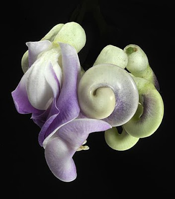 Informed Creativity: Botanica Magnifica by Jonathan Singer