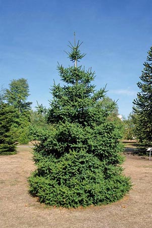 MUNDO JARDIN: ABETOS (ABIES SPP.)