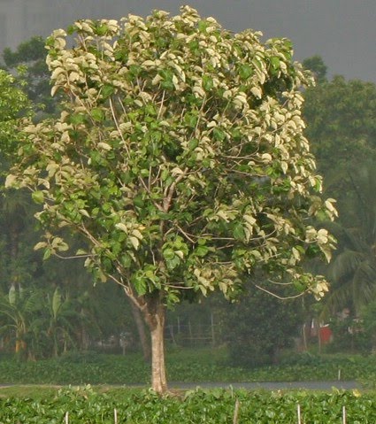 MUNDO JARDIN: TECA (TECTONA GRANDIS)