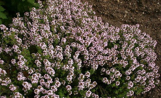 MUNDO JARDIN: TOMILLO (THYMUS VULGARIS)