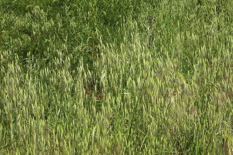 MUNDO JARDIN: AVENA (AVENA SPP.)