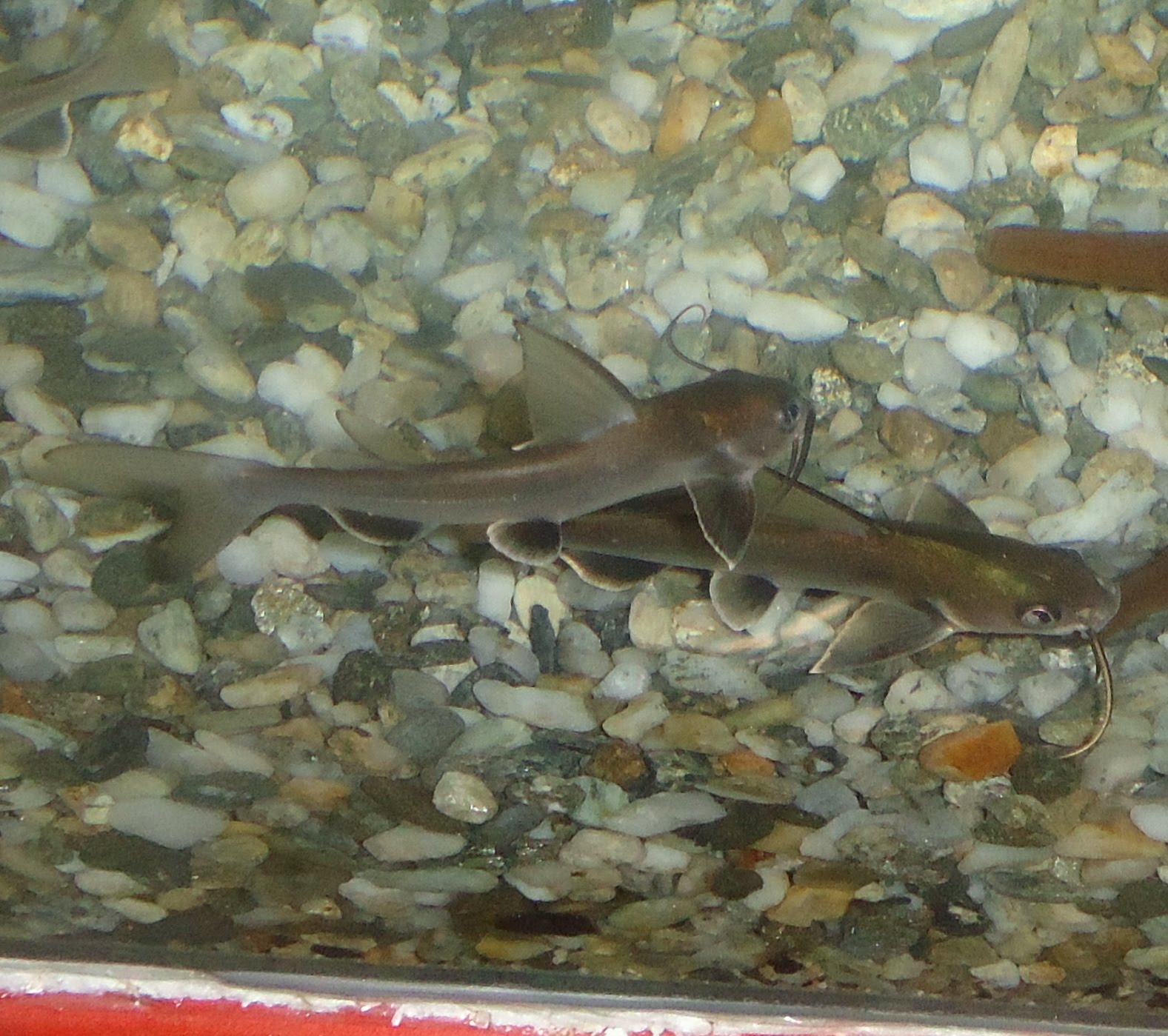 ACUARIO MONTELIBANO: TIBURONES GATO