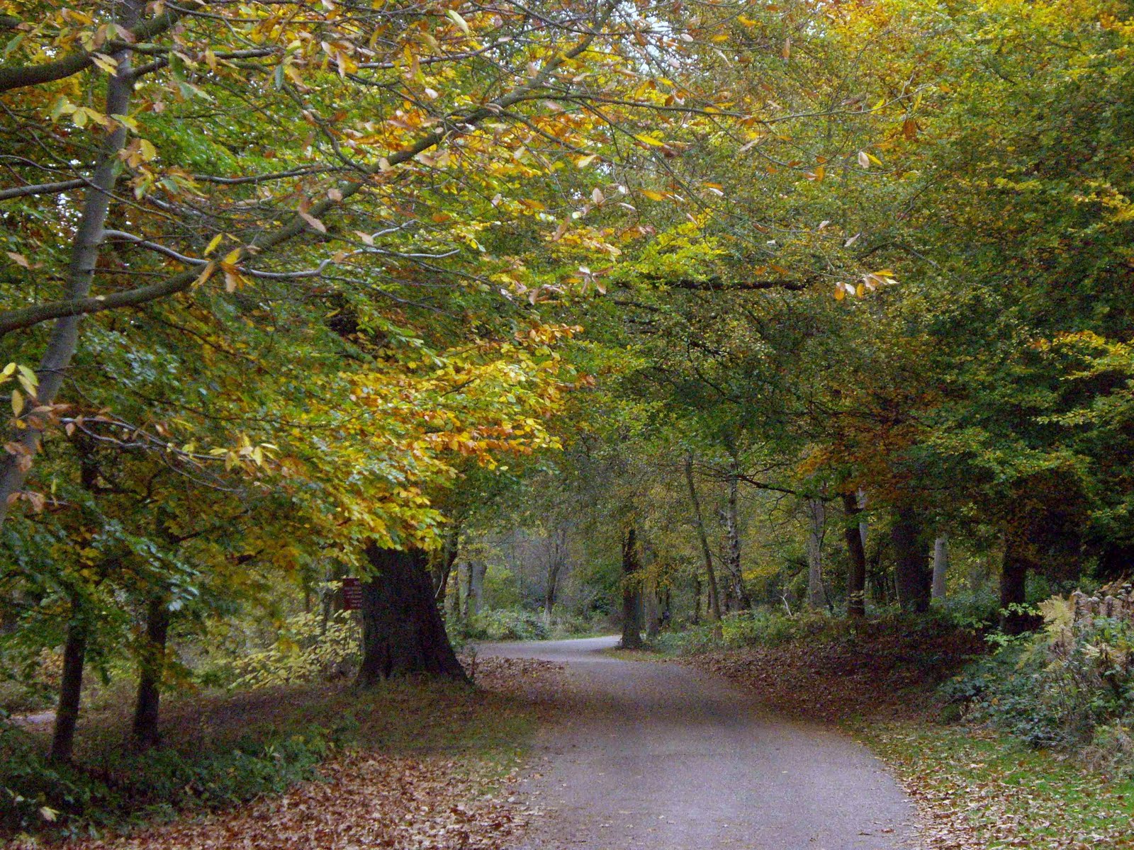 Walt Disney's Story Of Robin Hood: Sherwood Forest in October