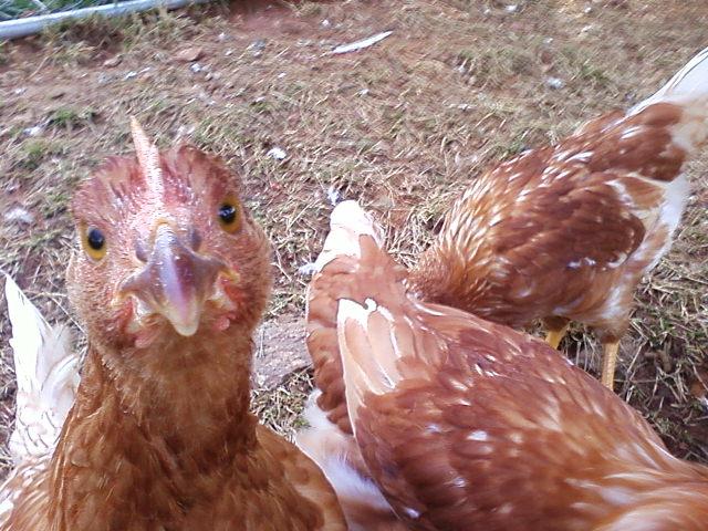 The Floppy Cow: Chapters of Life