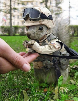 petspedia: army squirrel