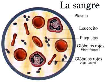 Capellanía y las Ciencias: EL PLASMA SANGUINEO.