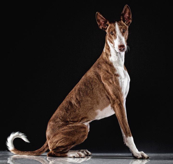 CANINE CULT: Dog Portrait by Garry Gross........