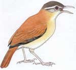 El Chilalo: EL CHILALO