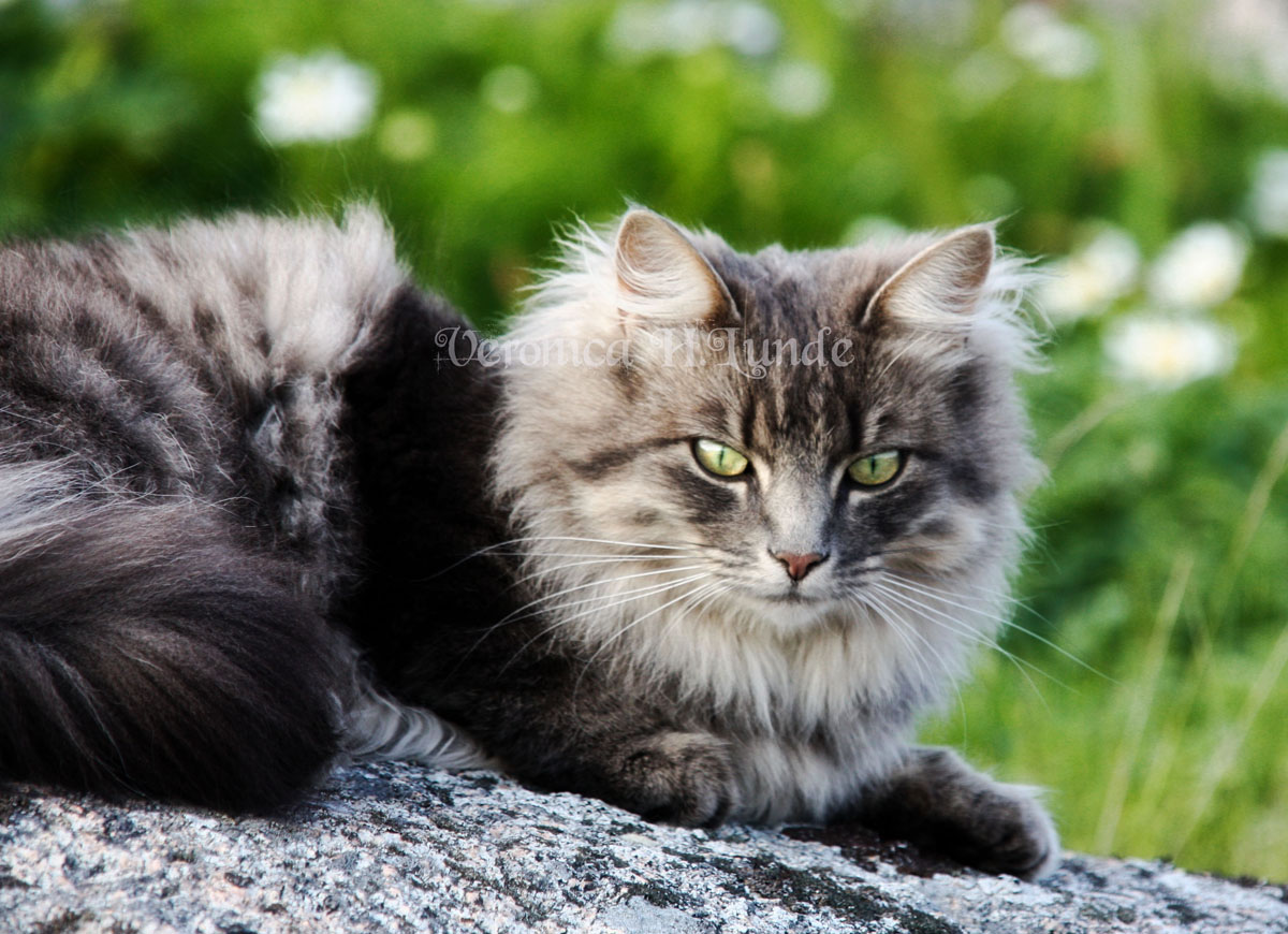 Veronica`s dyrefoto: Katte-bilder