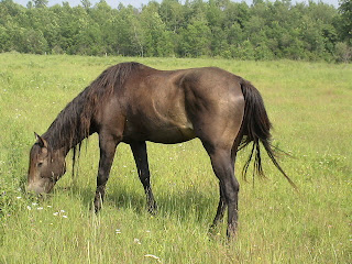 locks: Make your move! Wild horses in Canada