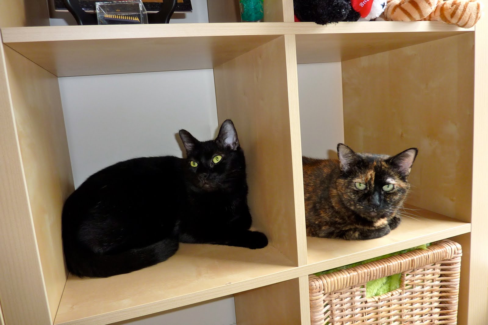 The Adventures of Joe and Britt: Cube Cats