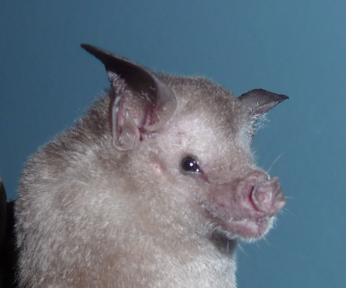 Curator Dave: Buffy Flower Bat, Long Island, The Bahamas