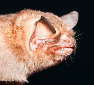 Curator Dave: Gervais's Funnel-eared Bat, The Bahamas