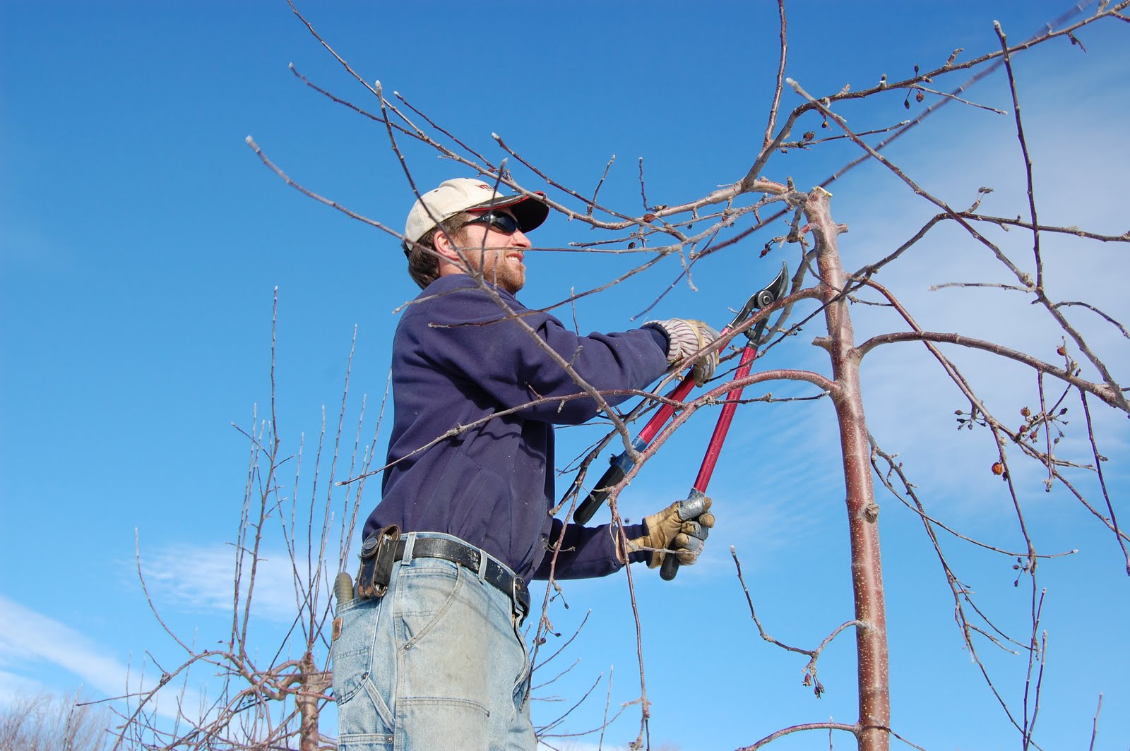 what's the farmer doing: Pruning season is here!!