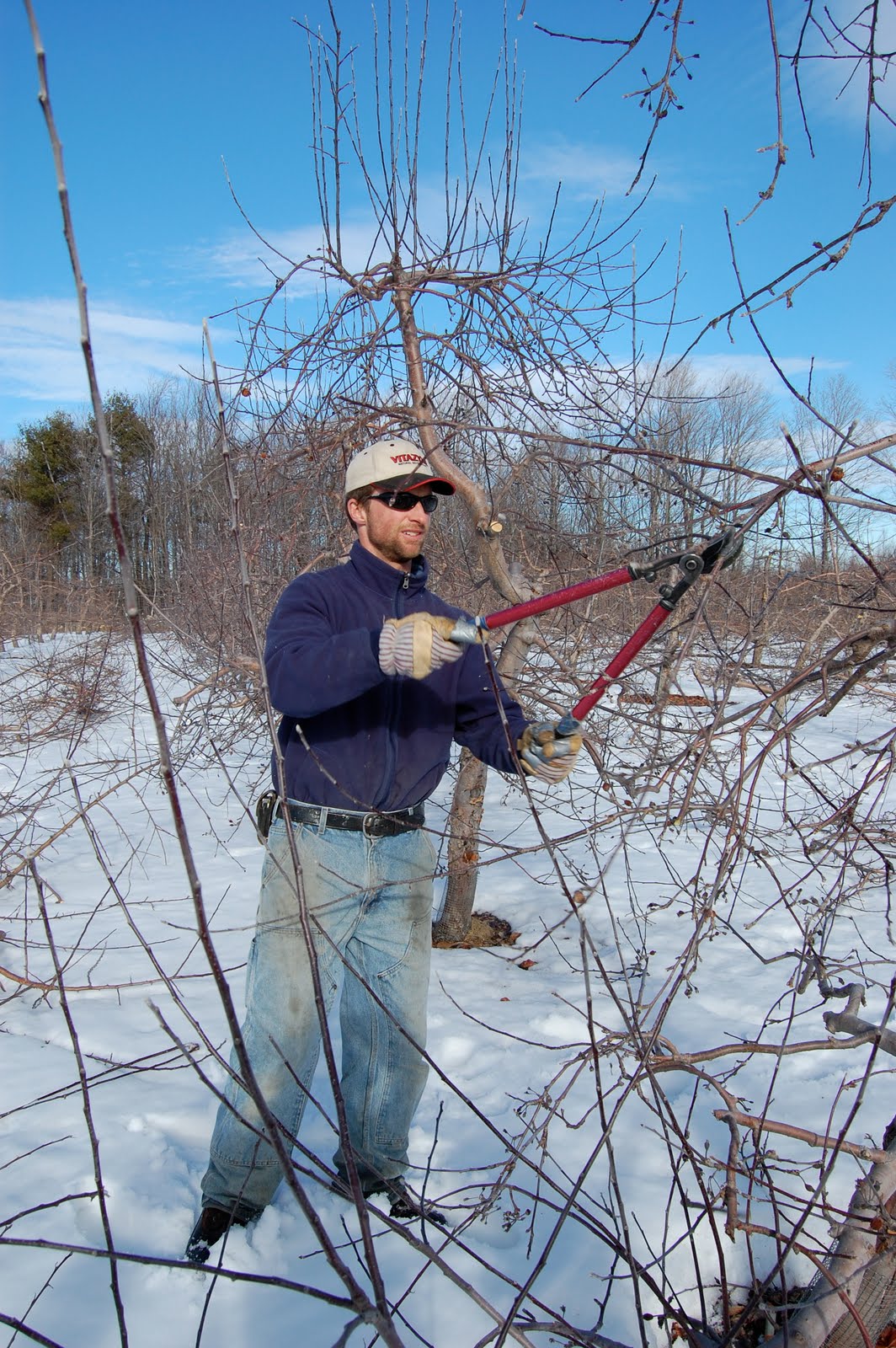 what's the farmer doing: Pruning season is here!!