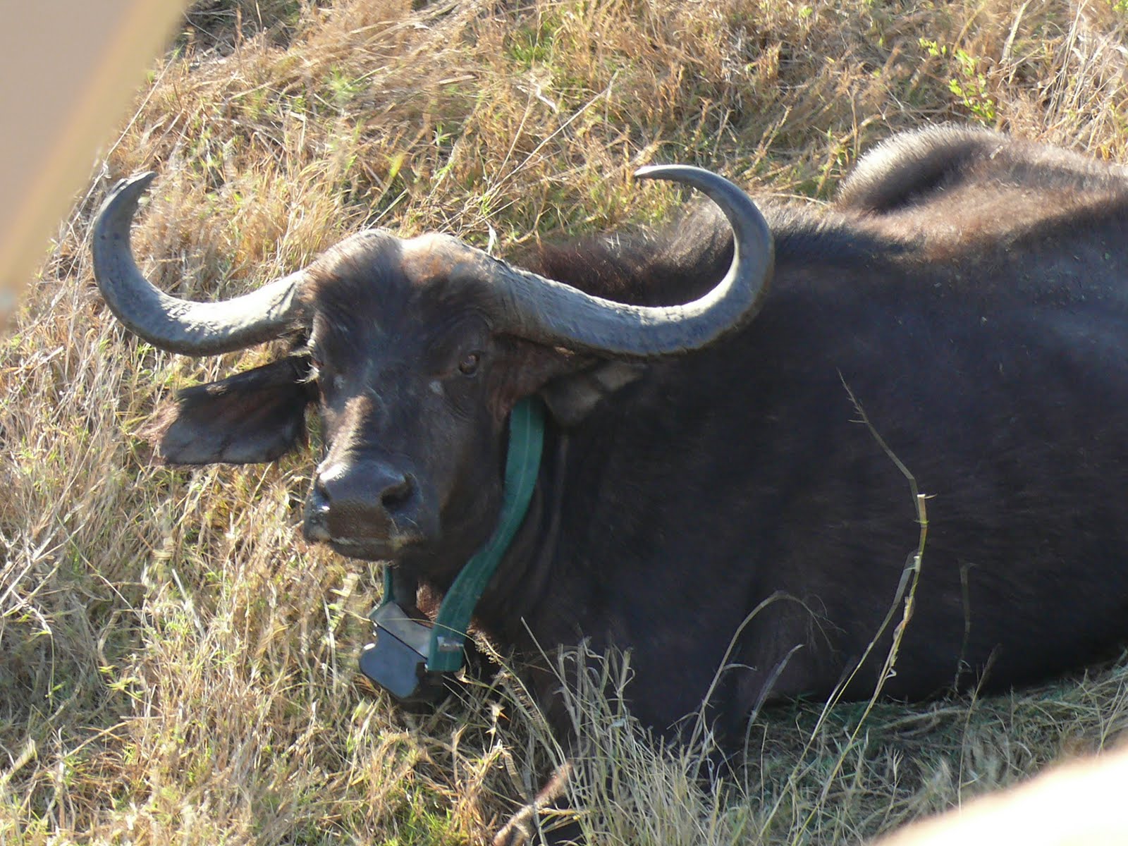 Okavango Buffalo Research: Darting and collaring nine cows