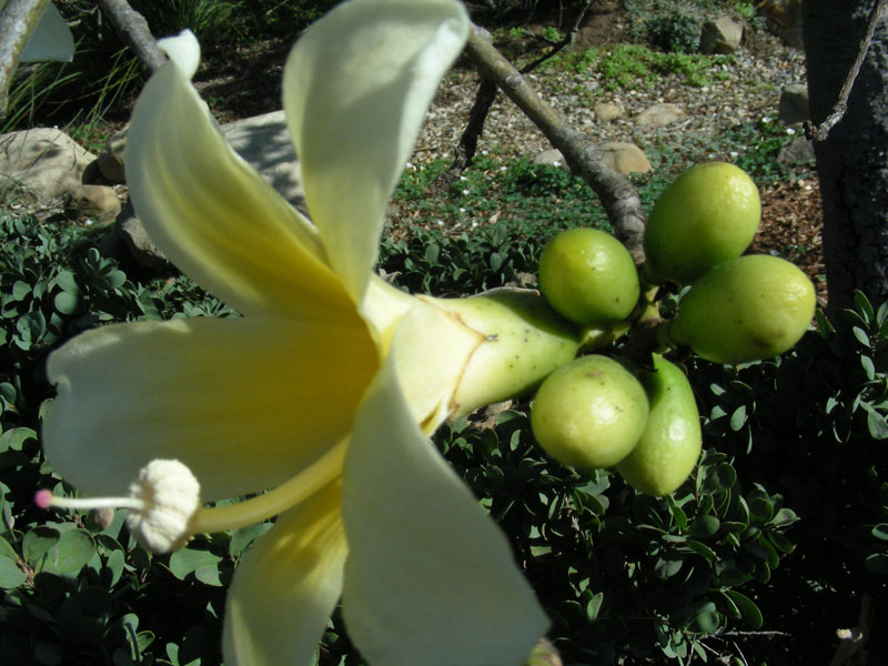 Garden Wise Guy: It's Beginning To Look A Lot Like Christmas???