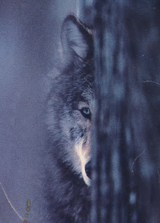 La Taberna de Mau: LA MIRADA DE UN LOBO