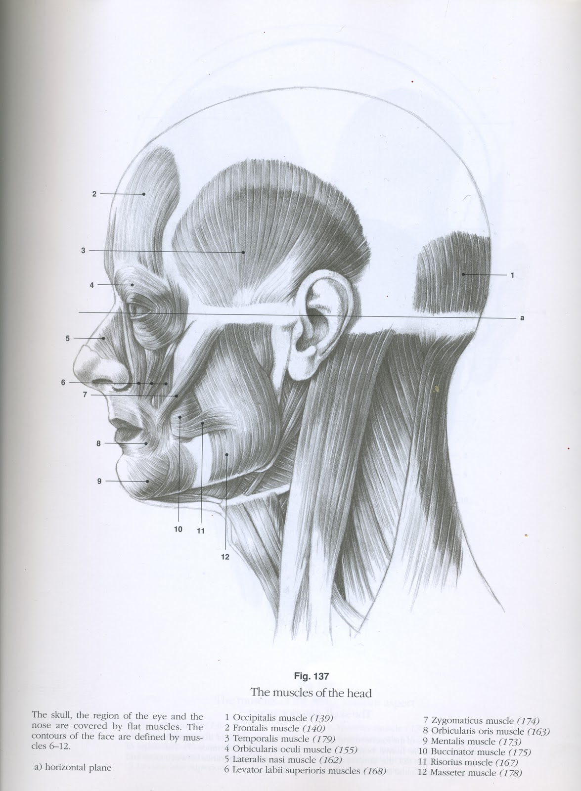 SkyGecko: Photoshop skull + muscle painting 1