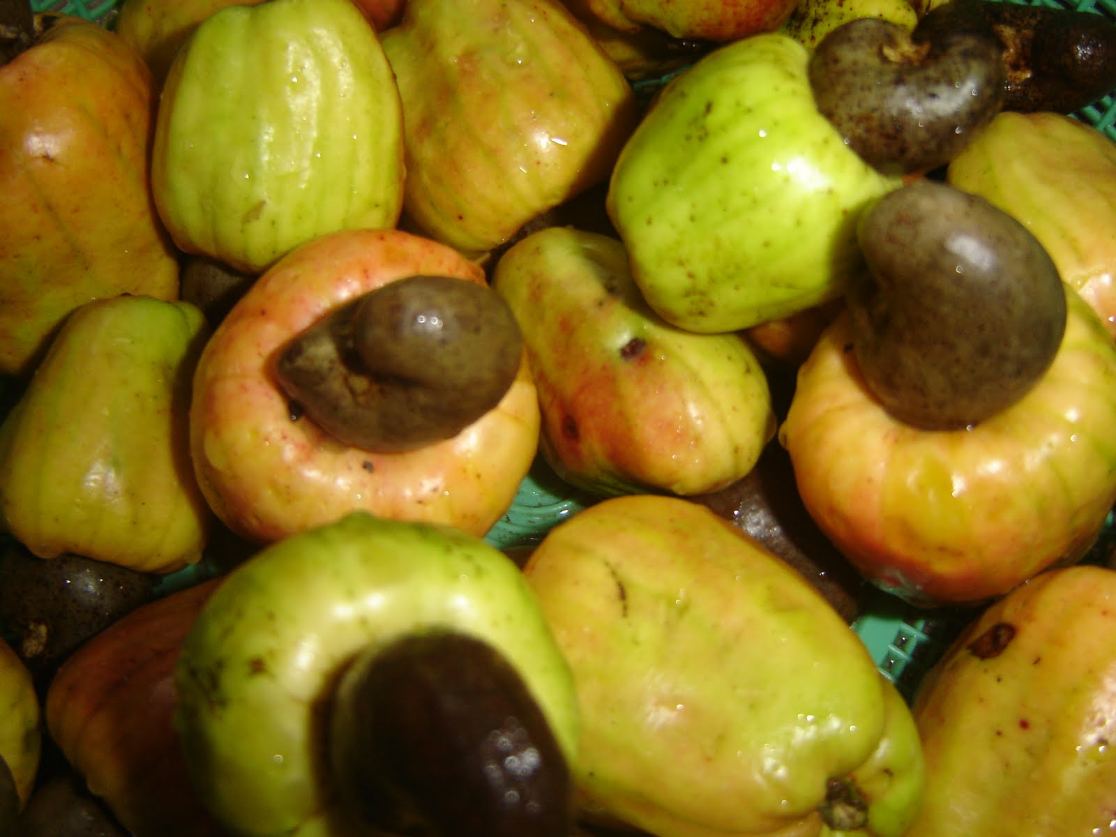 ~ CHUKAI WITH LOVE ~: Jambu Golok @ Gajus