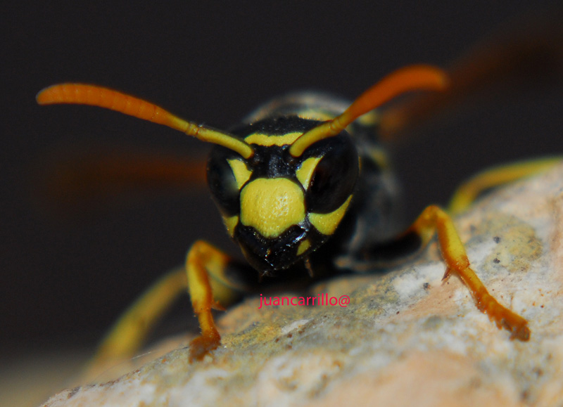 IMAGENES DE MI TIERRA Y SU NATURALEZA: TABARRO O AVISPA