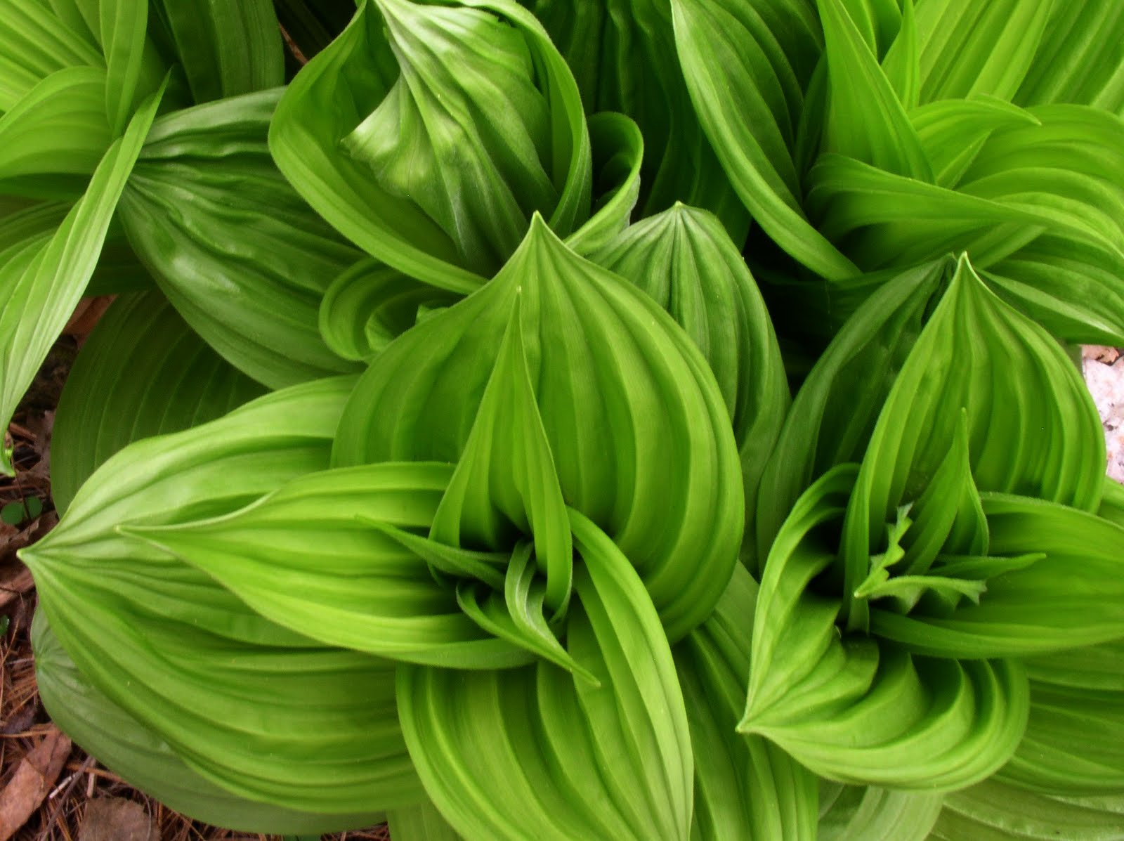 The Vermont Gardener: False Hellebore